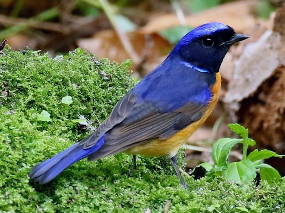 Fujian Niltava - eBird
