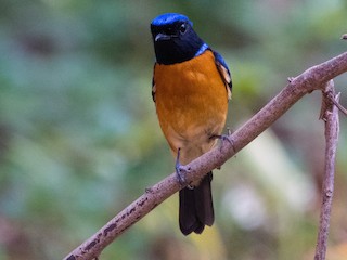 Fujian Niltava - eBird