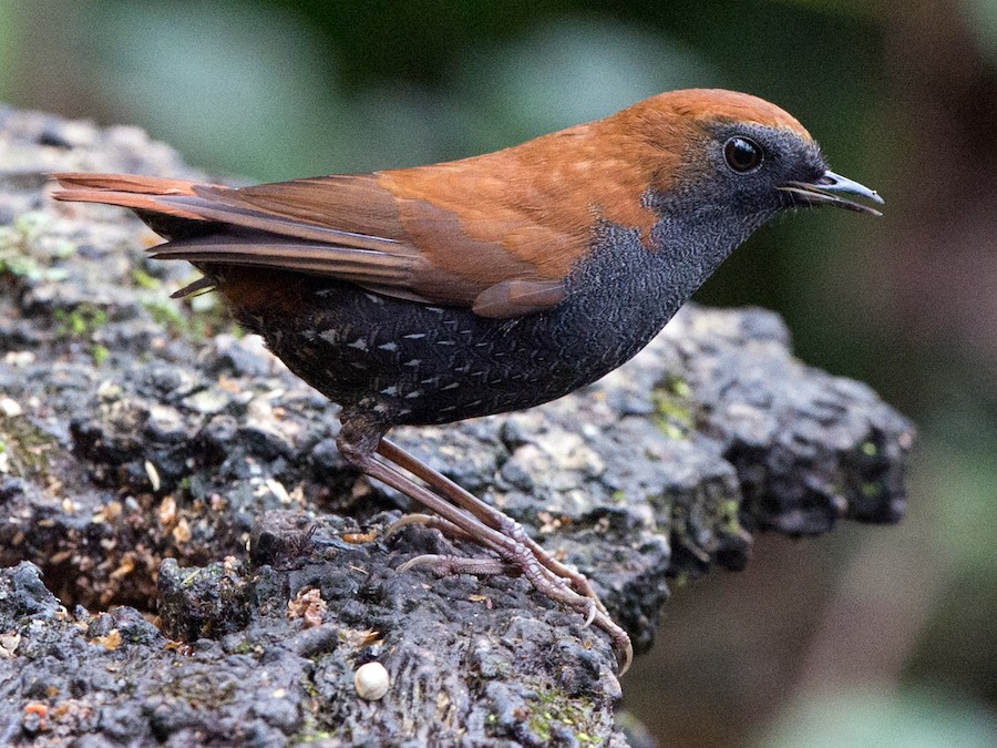 Gould's Shortwing - eBird