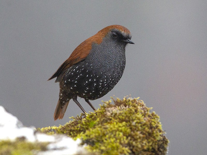 Gould's Shortwing - eBird