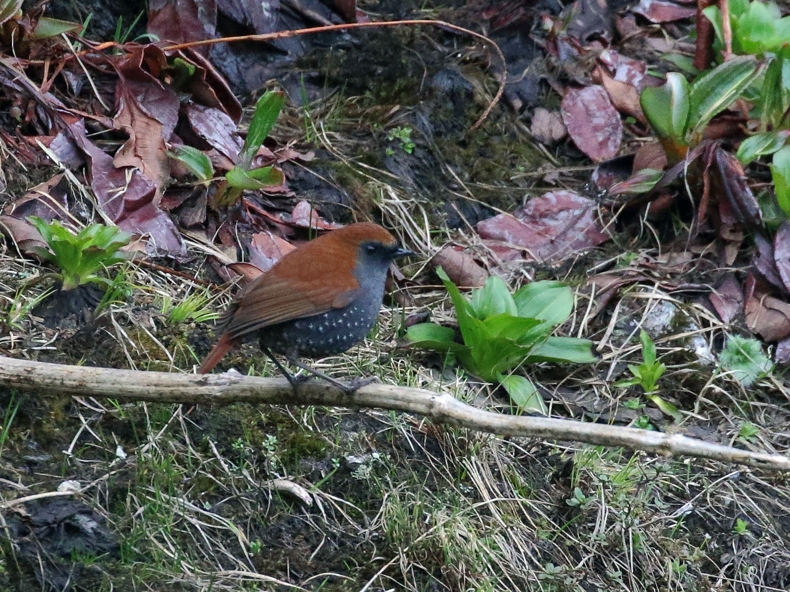 Gould's Shortwing - eBird