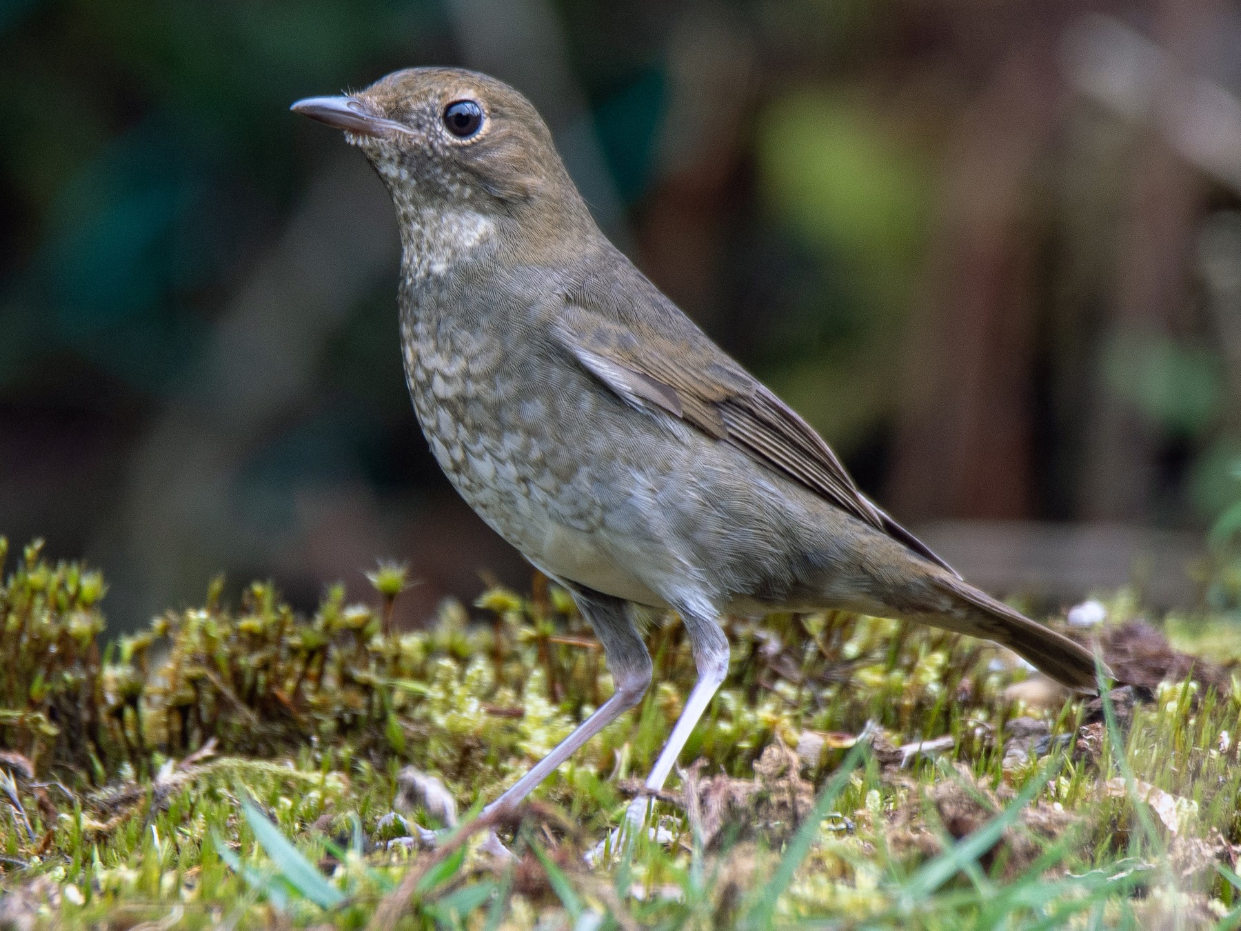 Rufous-headed Robin - eBird