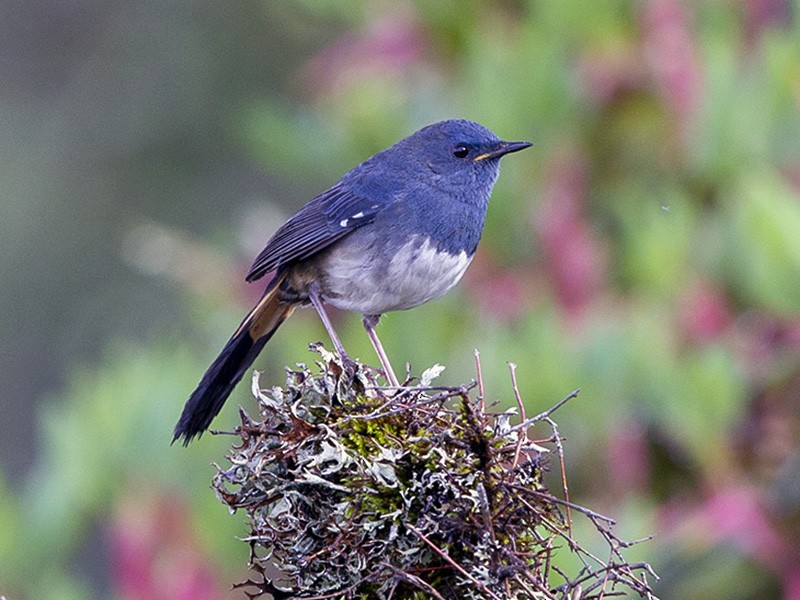 White-bellied Redstart - eBird