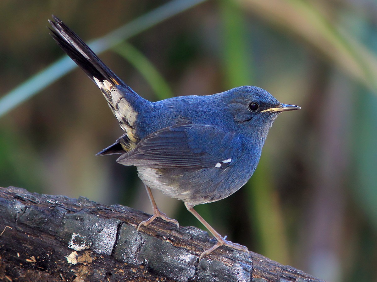 White-bellied Redstart - eBird