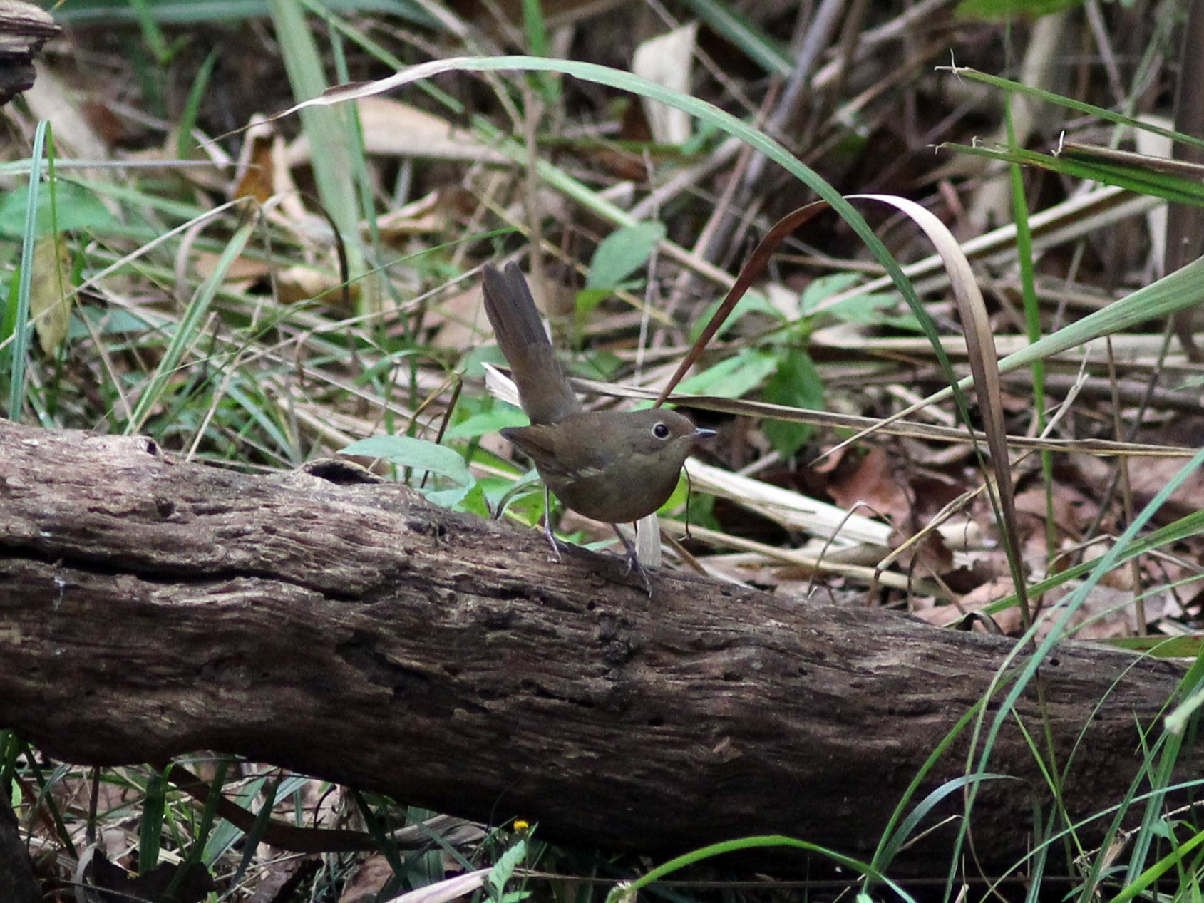 White-bellied Redstart - eBird