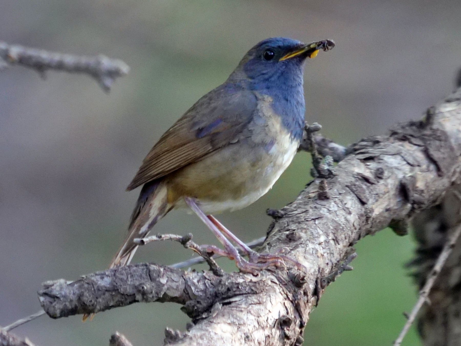 White-bellied Redstart - eBird