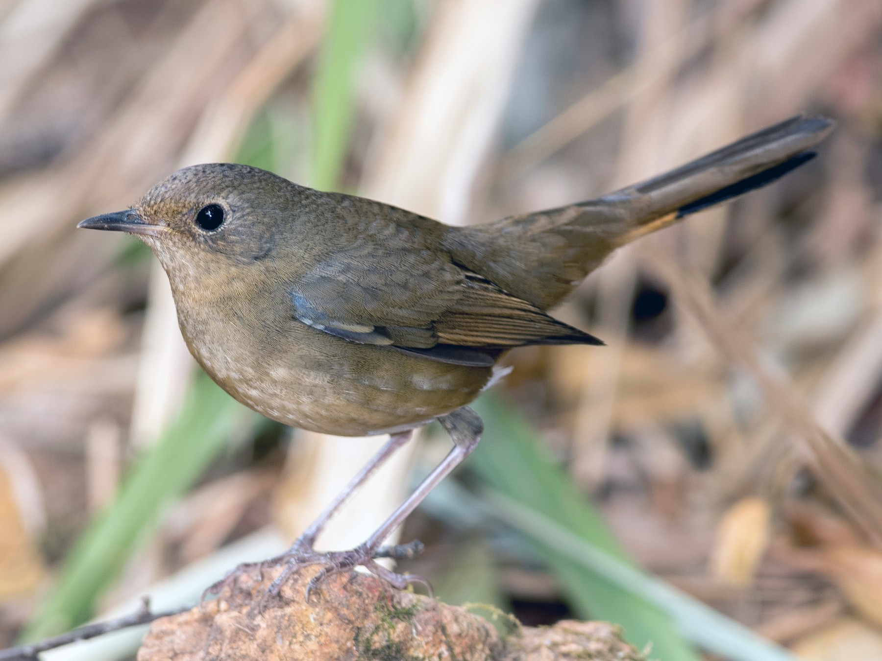 White-bellied Redstart - eBird