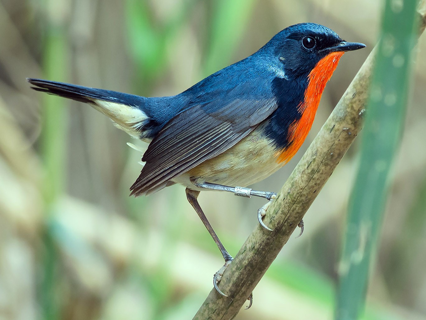 Firethroat - eBird