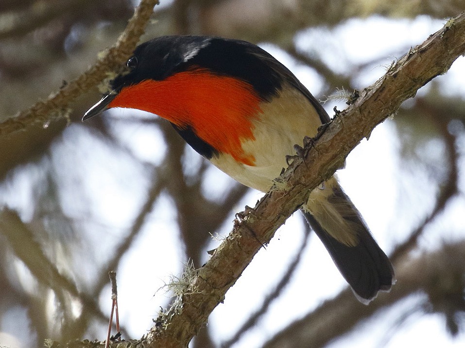 Firethroat - eBird