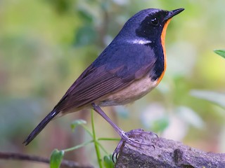 Firethroat - eBird