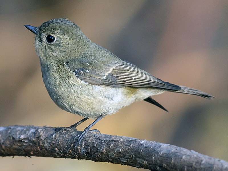 Slaty-backed Flycatcher - eBird
