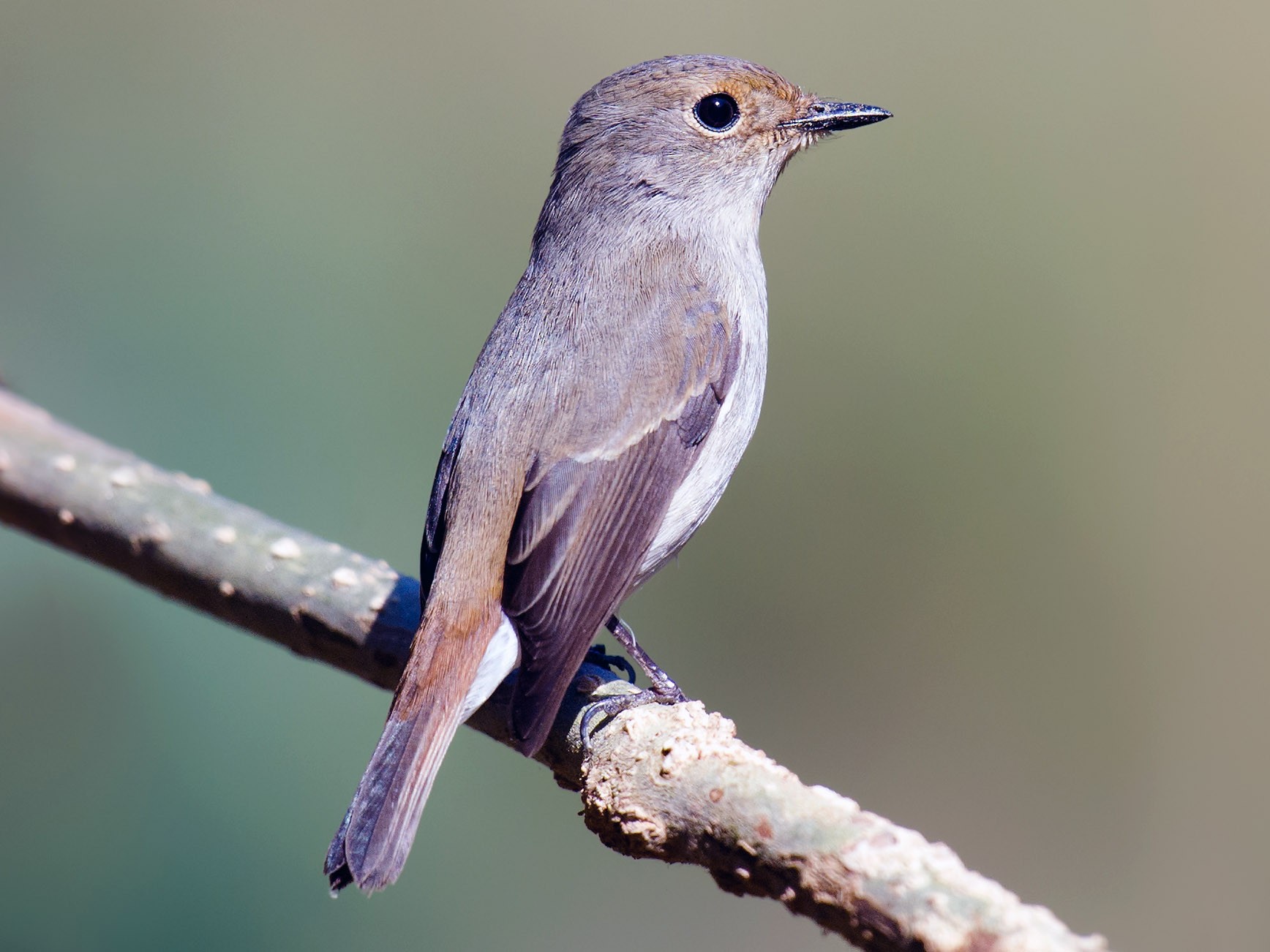 Slaty-backed Flycatcher - eBird