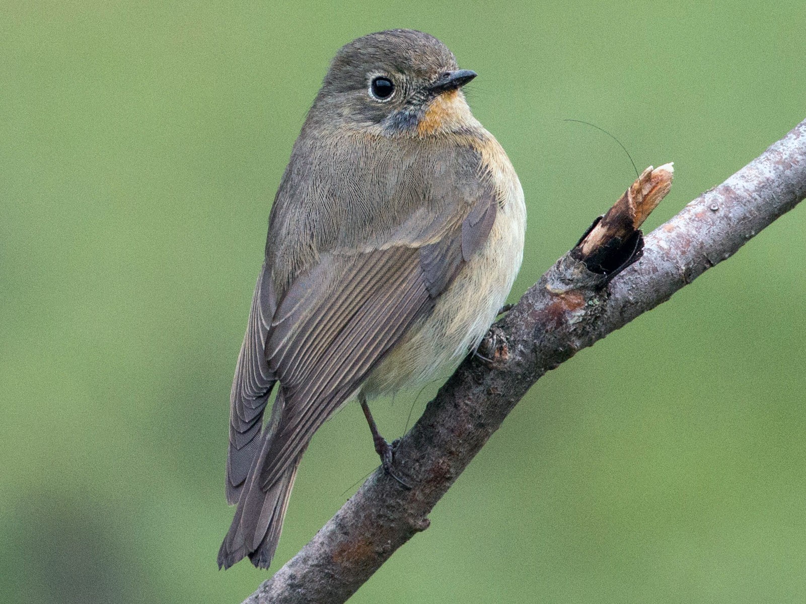 Slaty-backed Flycatcher - eBird