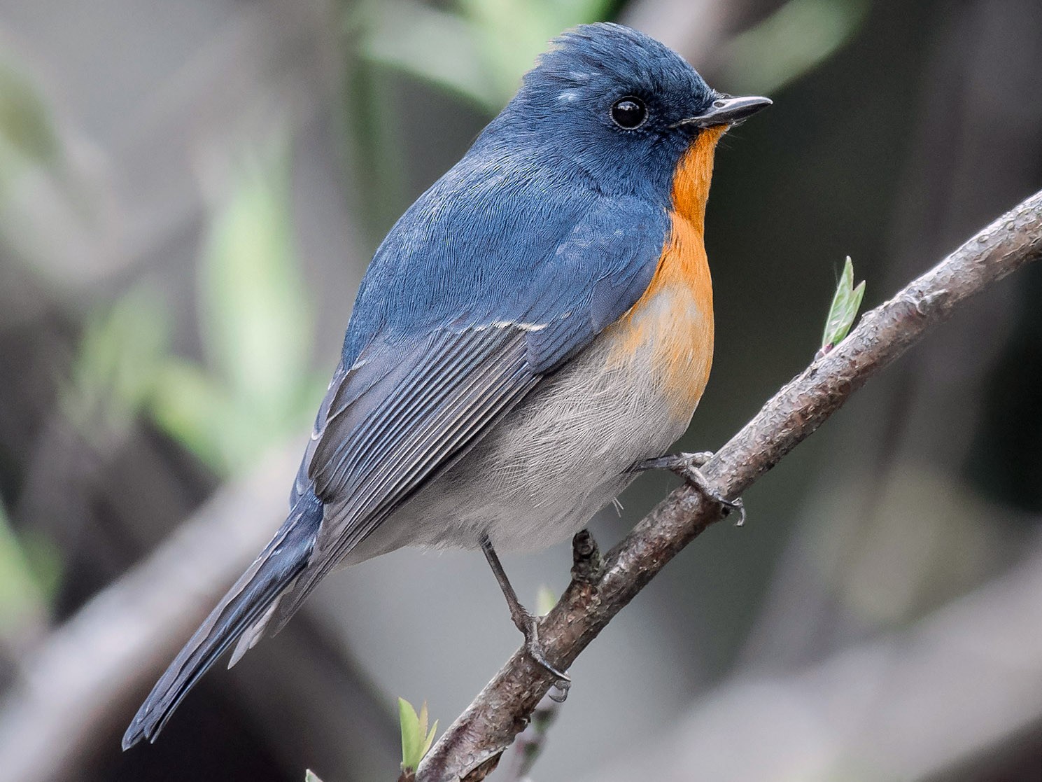 Slaty-backed Flycatcher - eBird