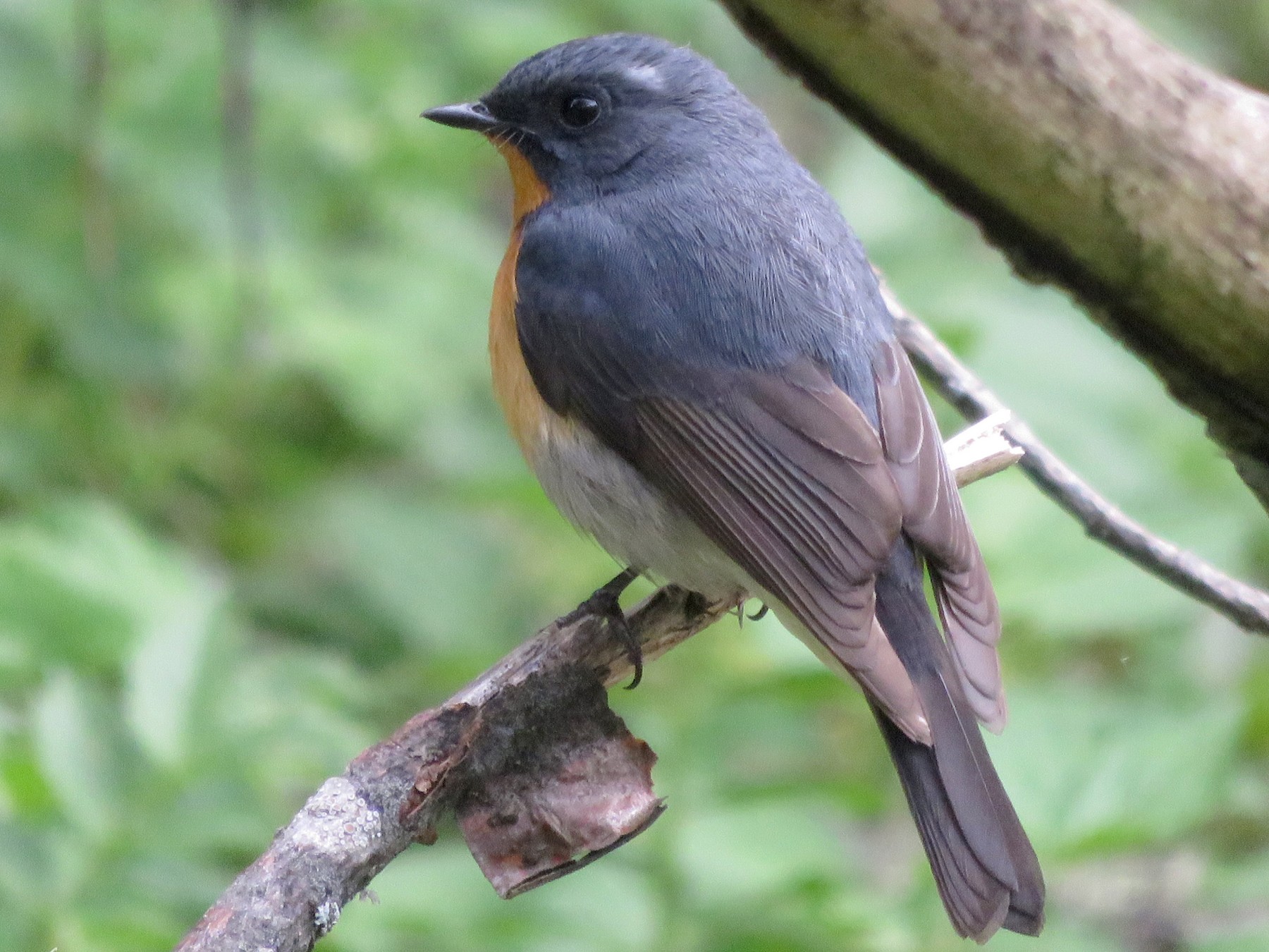 Slaty-backed Flycatcher - eBird