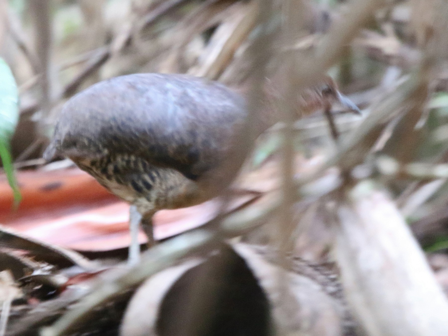 Gray-legged Tinamou - eBird