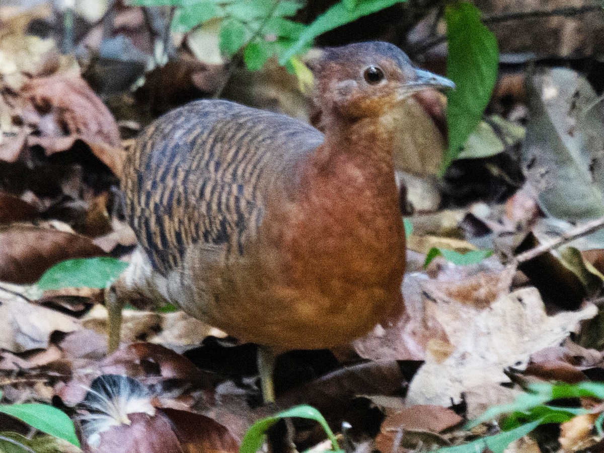 Bartlett's Tinamou - Crypturellus bartletti - Birds of the World