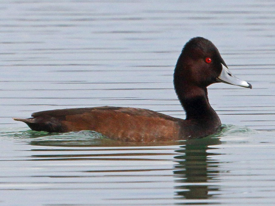 Southern Pochard - eBird