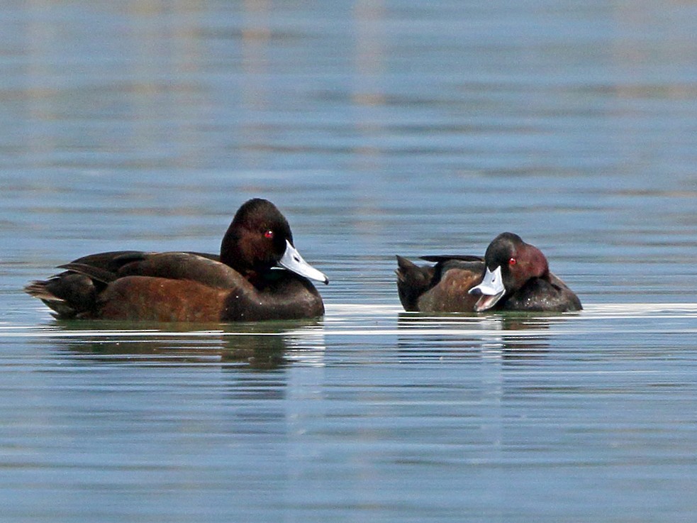 Southern Pochard - eBird