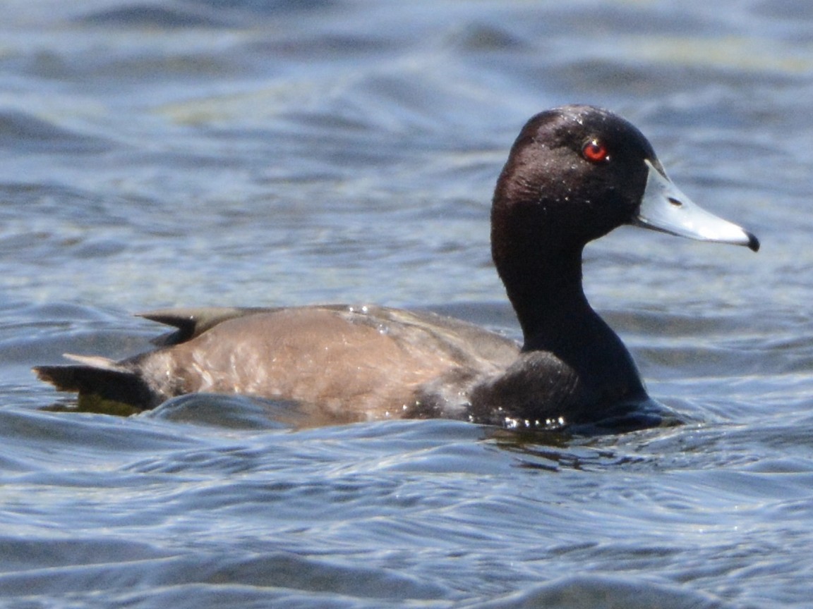 Southern Pochard - eBird
