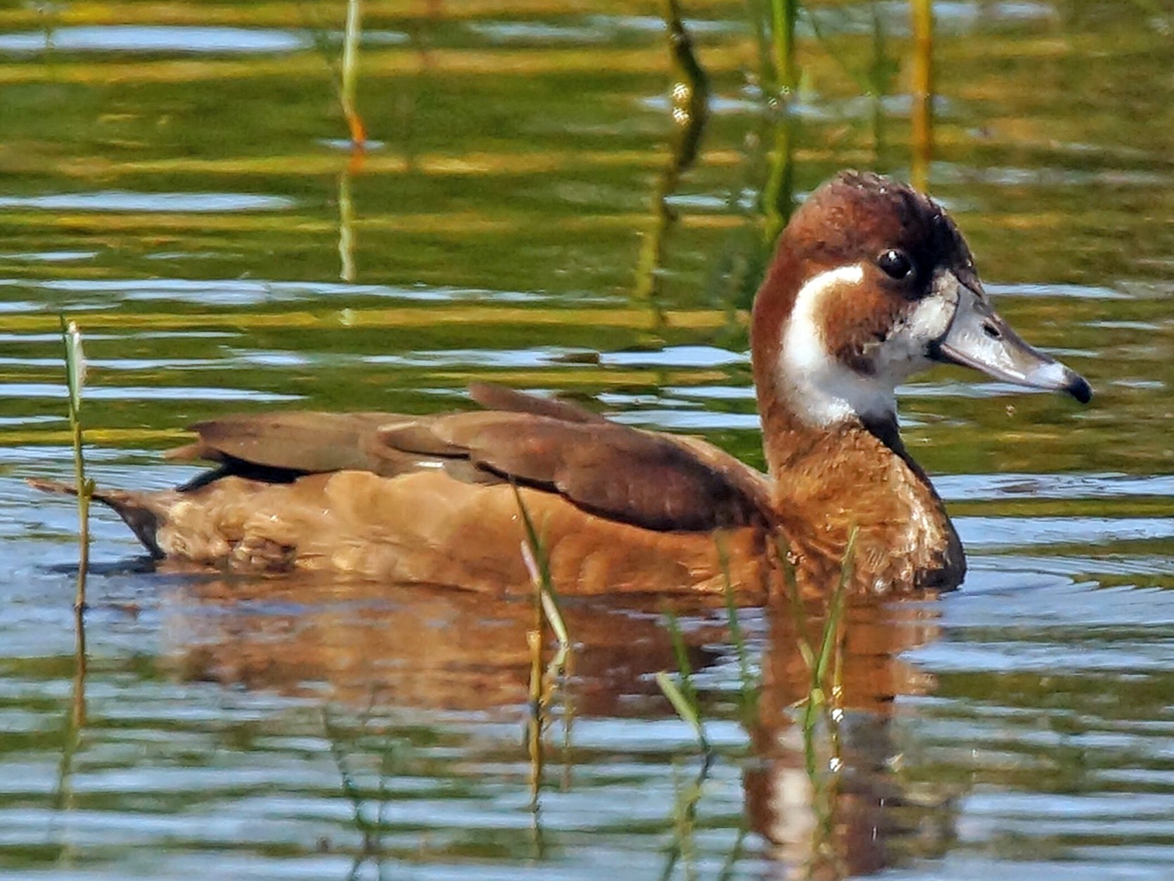 Pato Castaño - eBird