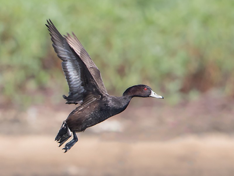 Southern Pochard - eBird