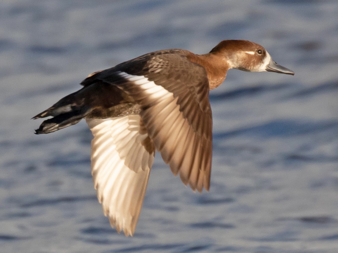 paturi-preta - eBird