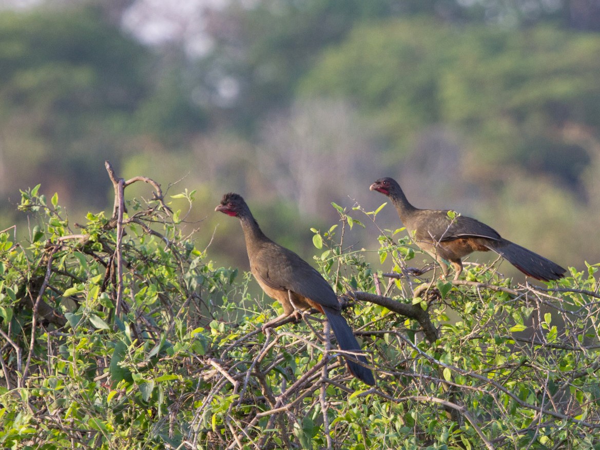 Chaco Chachalaca - eBird