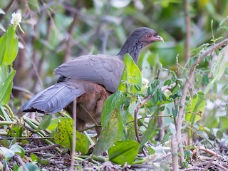 Chaco Chachalaca - eBird