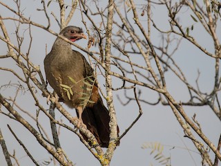 Chaco Chachalaca - eBird