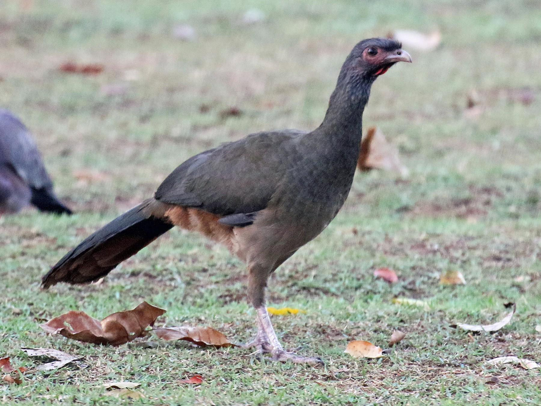 Chaco Chachalaca - eBird