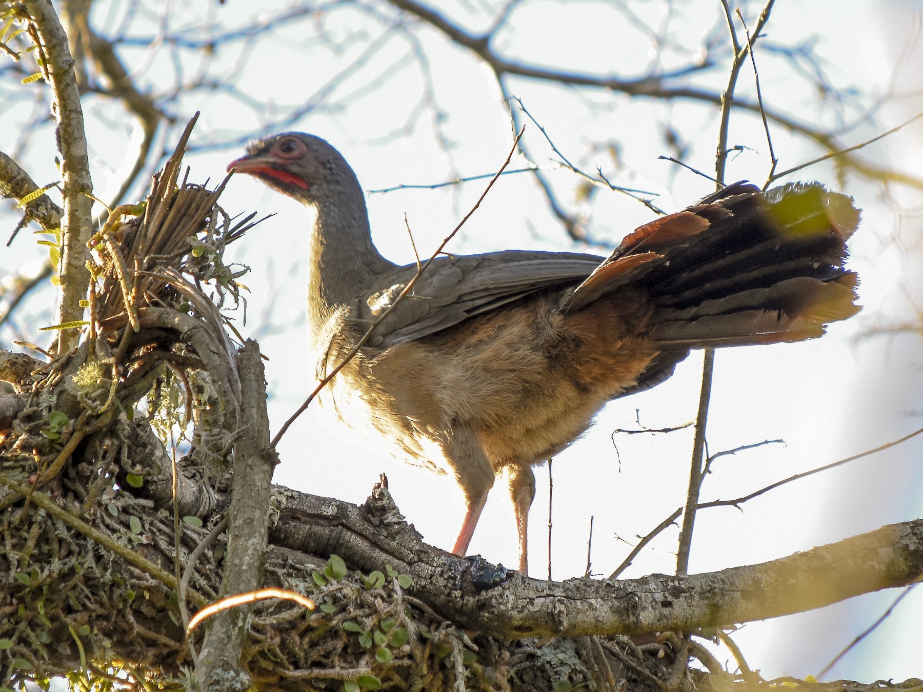Chaco Chachalaca - eBird