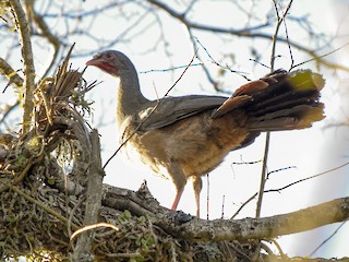 Chaco Chachalaca - eBird