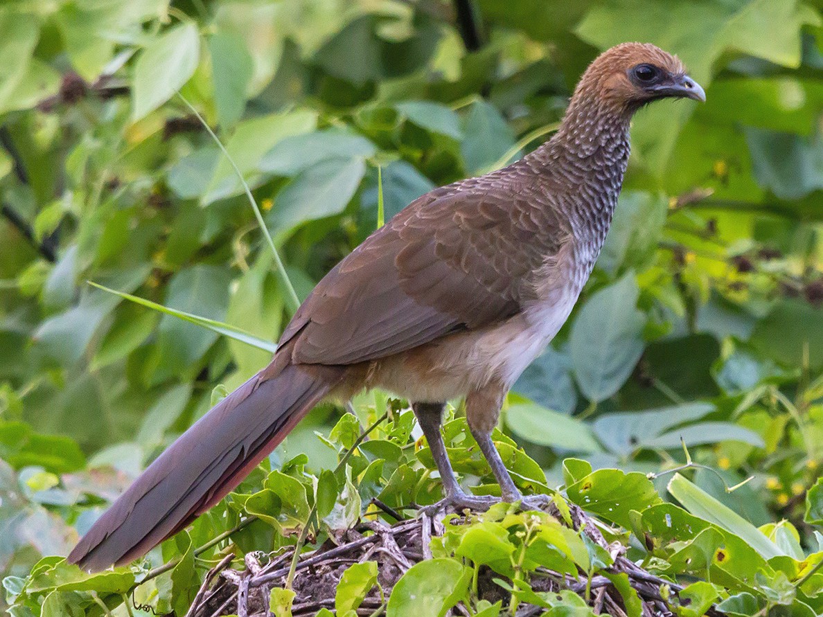 East Brazilian Chachalaca - eBird