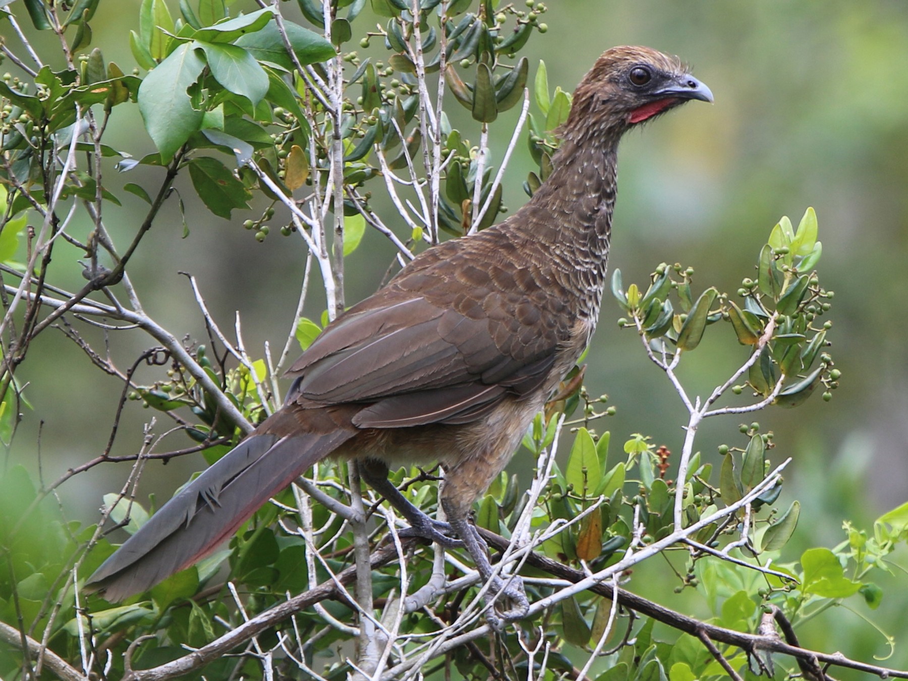 East Brazilian Chachalaca - eBird
