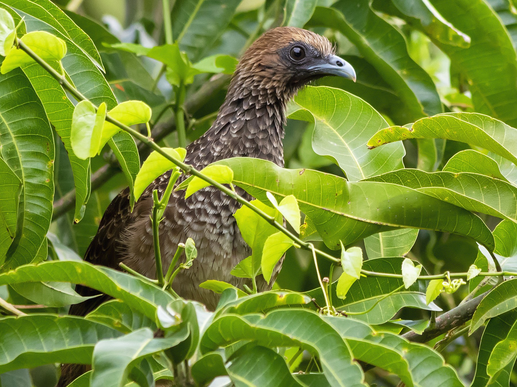 East Brazilian Chachalaca - eBird