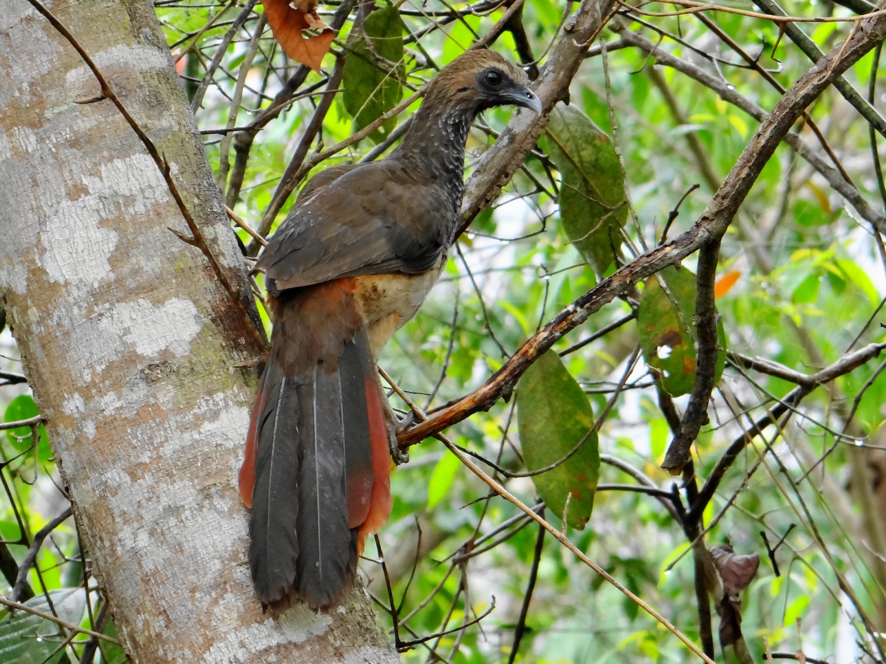 East Brazilian Chachalaca - eBird