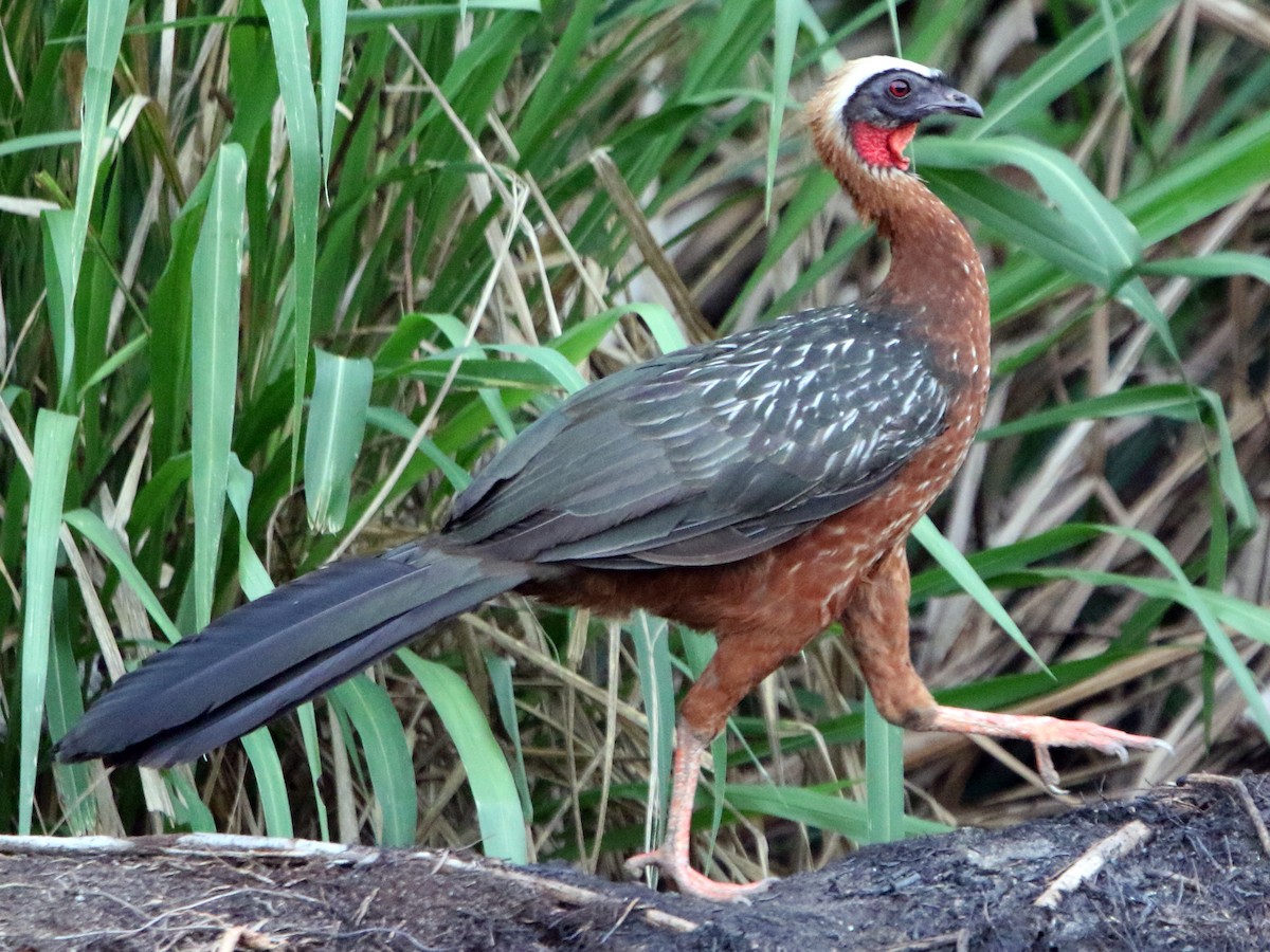 White-crested Guan - Penelope pileata - Birds of the World