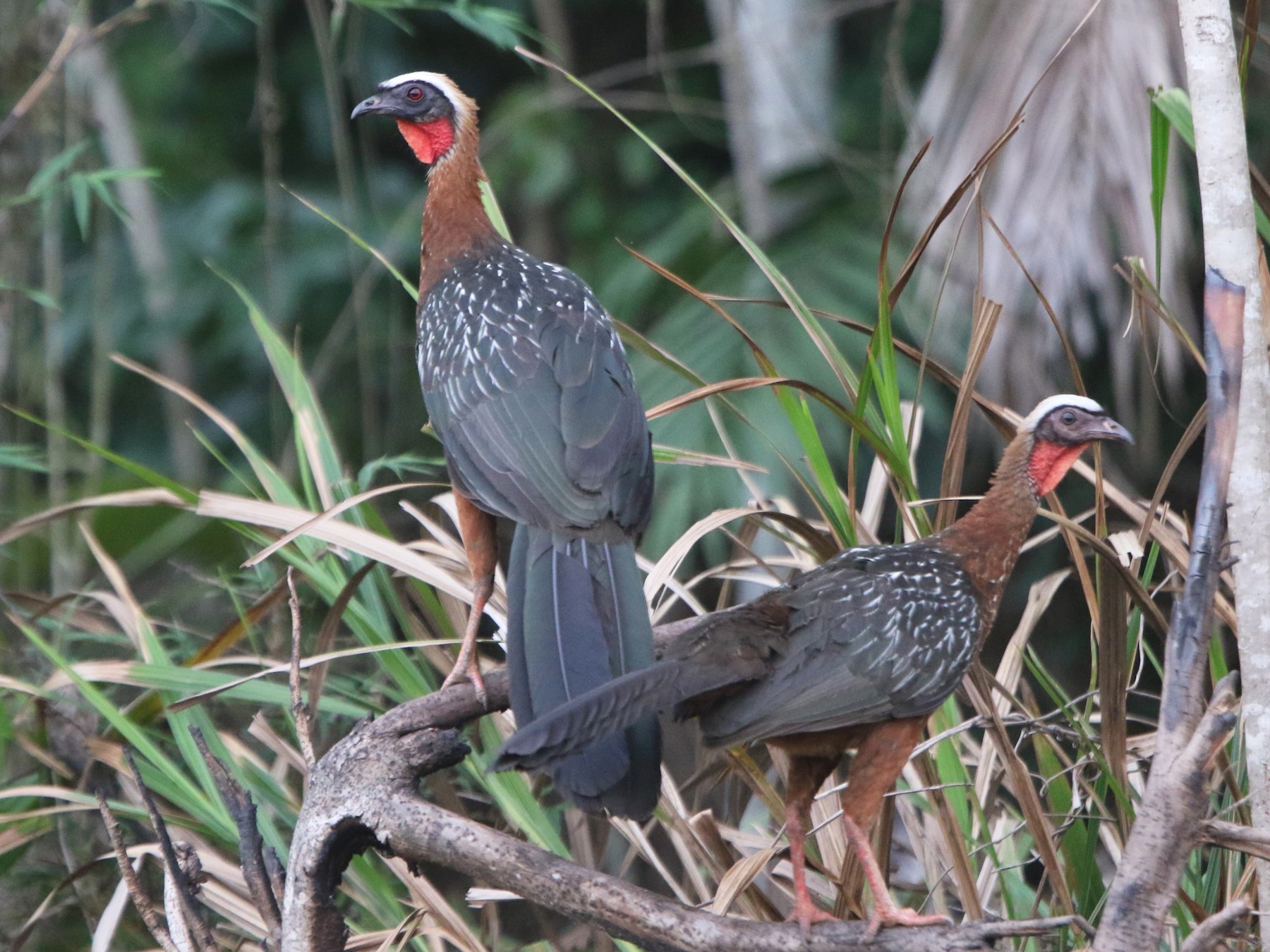 White-crested Guan - eBird