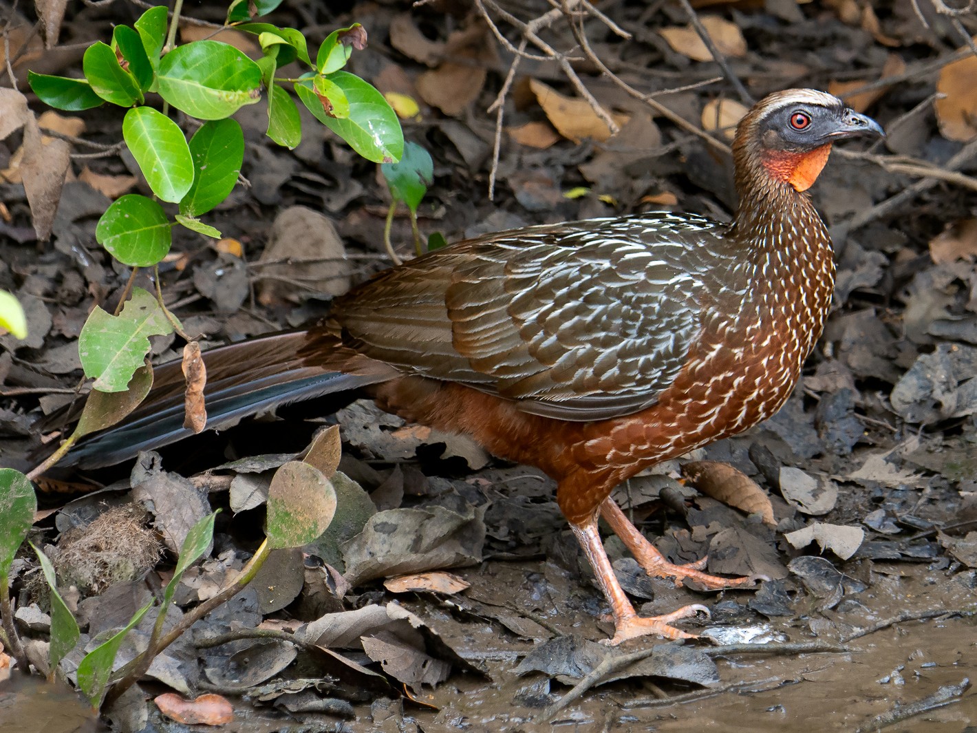 Chestnut-bellied Guan - eBird