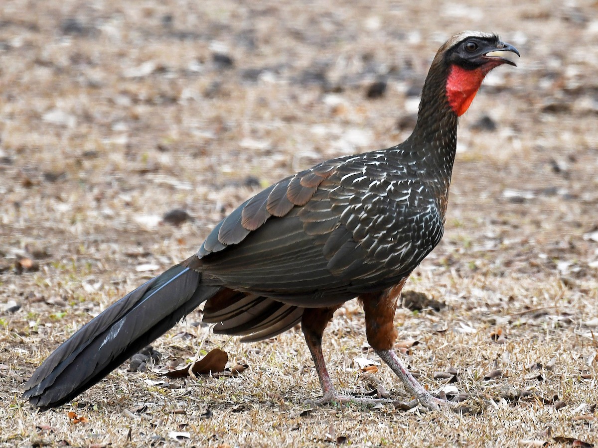 Chestnut-bellied Guan - Penelope ochrogaster - Birds of the World