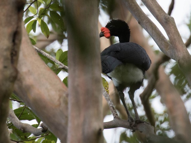 Photos - Wattled Curassow - Crax globulosa - Birds of the World