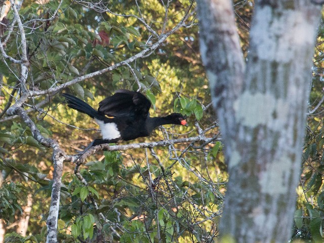 Photos - Wattled Curassow - Crax globulosa - Birds of the World