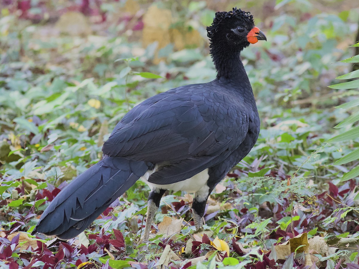 Red-billed Curassow - Crax blumenbachii - Birds of the World
