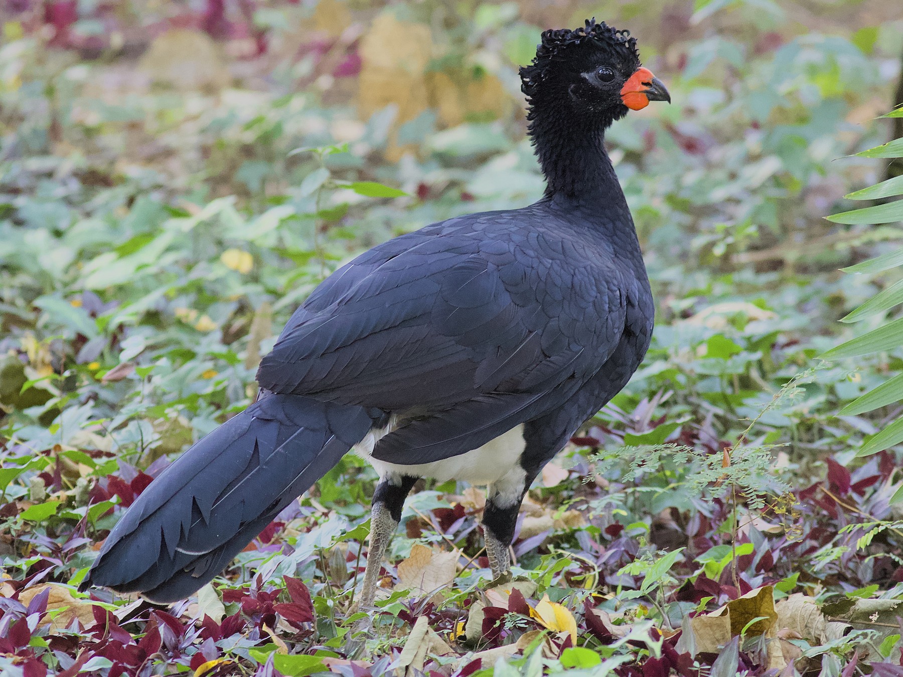 Red-billed Curassow - eBird