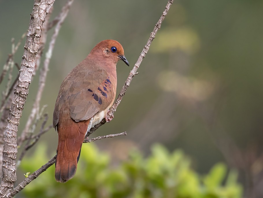 Blue-eyed Ground Dove - eBird