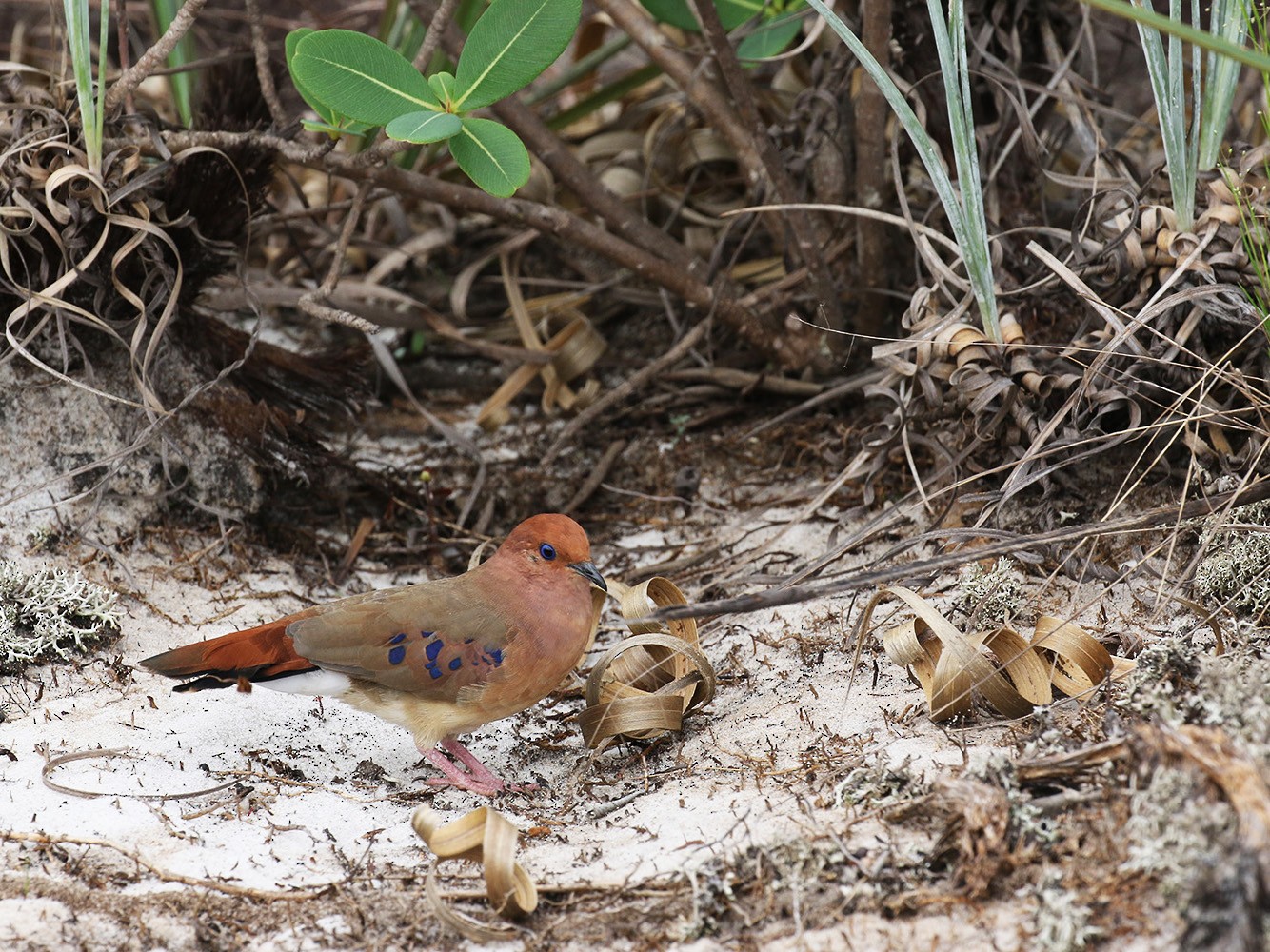 Blue-eyed Ground Dove - eBird