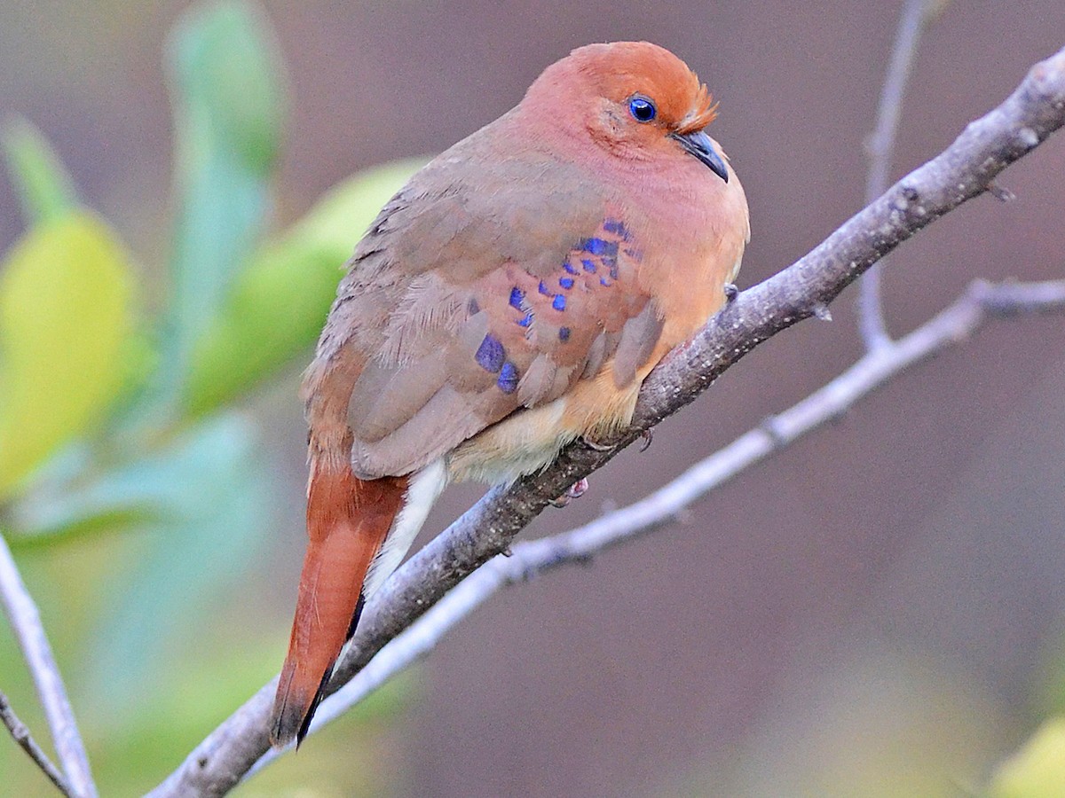 Blue-eyed Ground Dove - Columbina cyanopis - Birds of the World