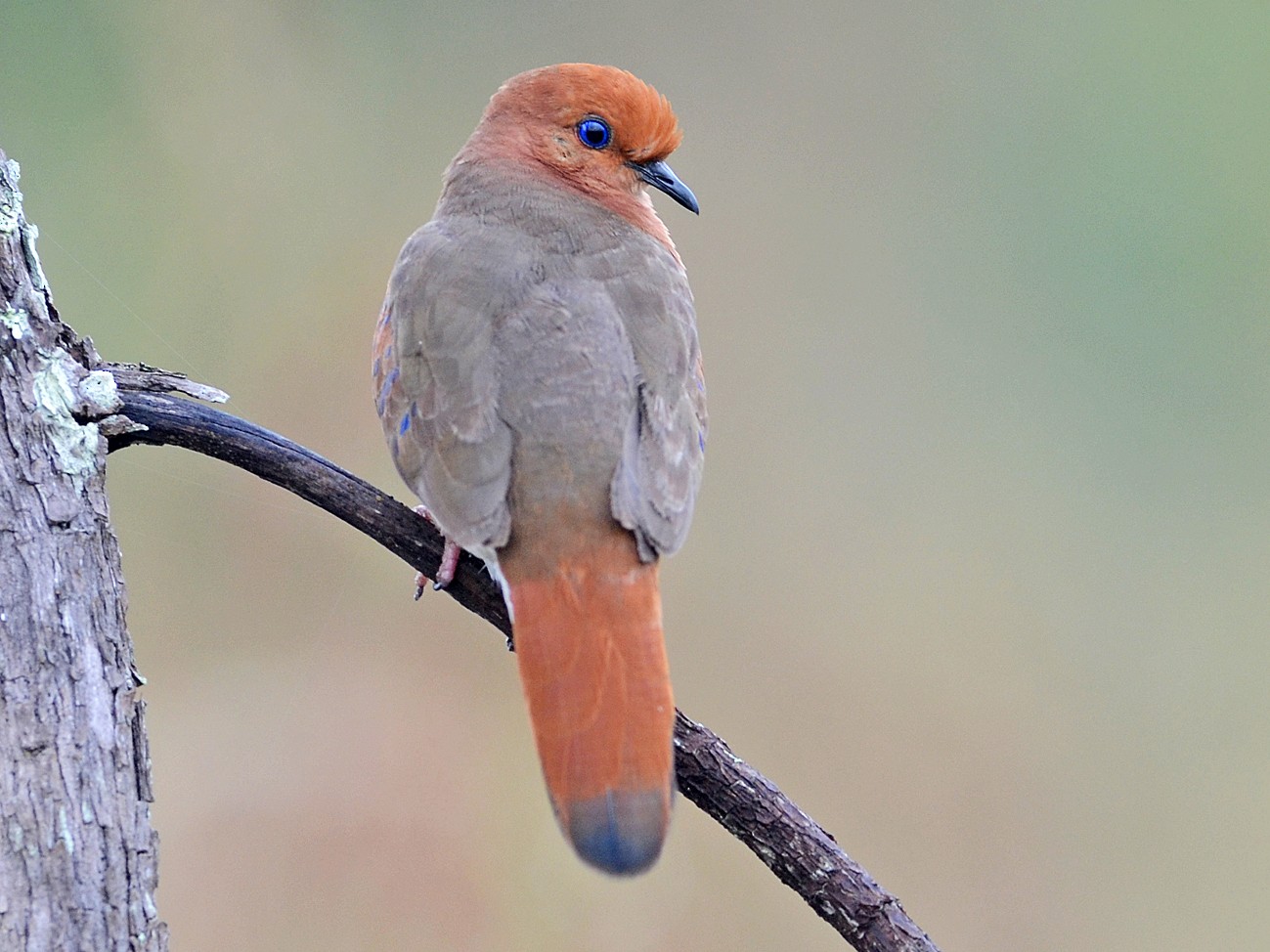 Blue-eyed Ground Dove - eBird