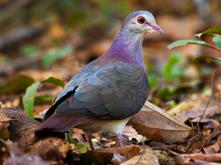 Violaceous Quail-Dove - Geotrygon violacea - Birds of the World